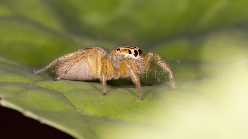 Jumping Spider stock photo. Image of biology, adult - 195489418
