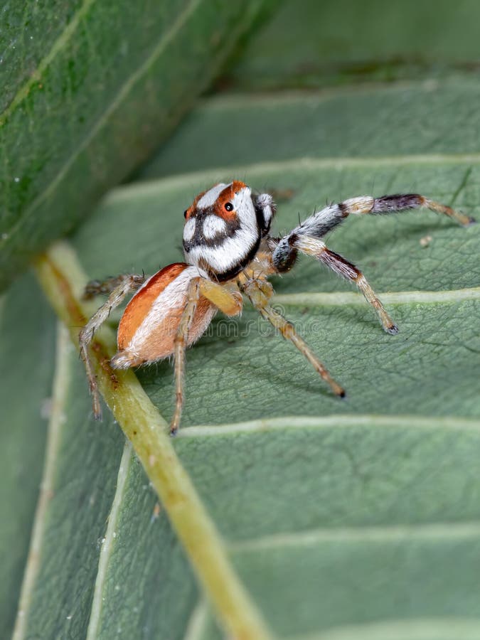 Jumping Spider stock image. Image of brazil, blue, brown - 196072243