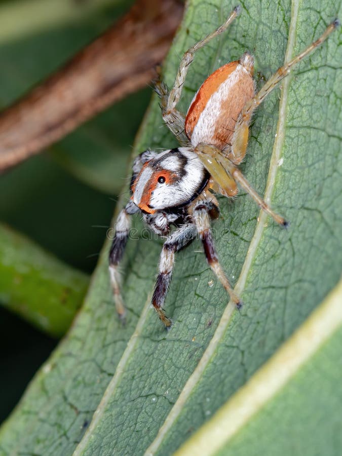 Jumping Spider stock image. Image of insect, jumper - 196072265