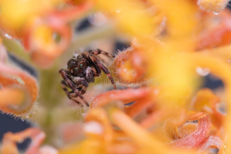 Jumping Spider in Jungle of Flower Stock Image - Image of jumping ...