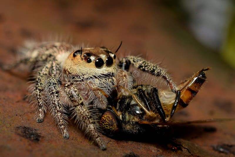 Spider Killing a Fly on a Flower Stock Image - Image of success, spider ...
