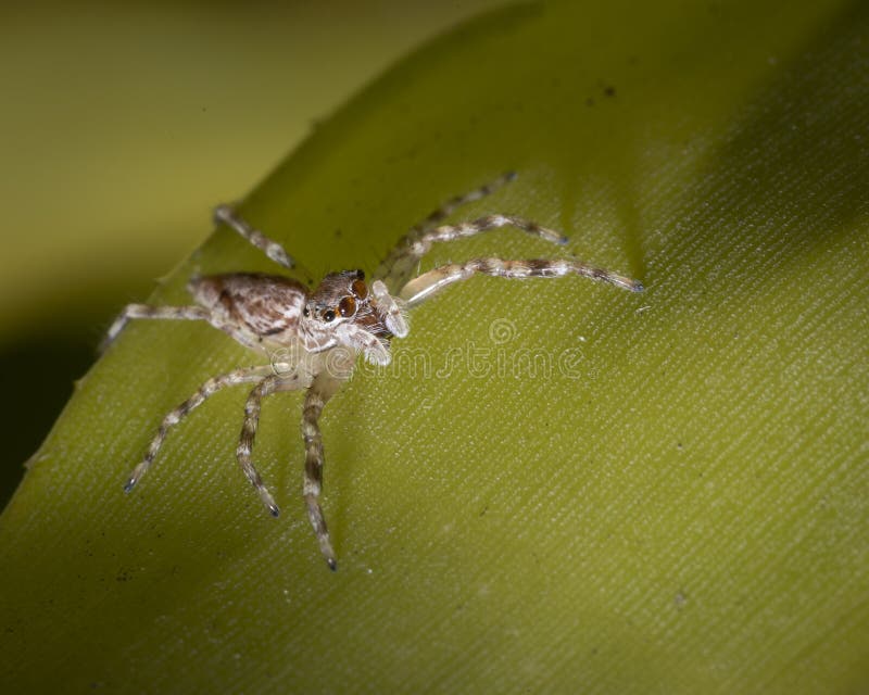 Jumping Spider on a Leaf from a Tree in Australia Stock Photo - Image ...