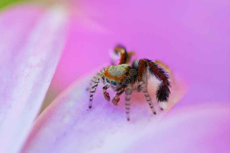 Jumping Spider on the Leaf of a Purple Flower Stock Photo - Image of ...