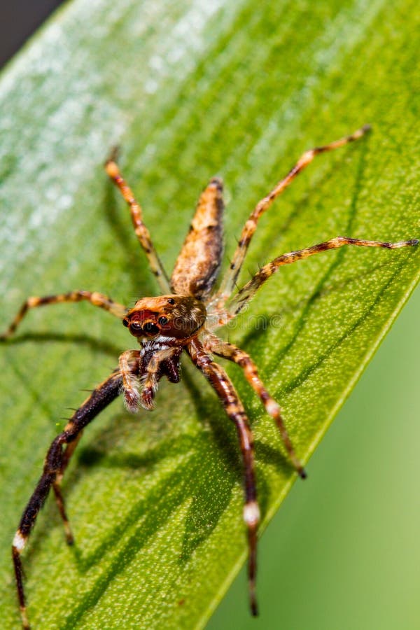 Jumping Spider on a leaf stock image. Image of eyes, leaf - 80309537