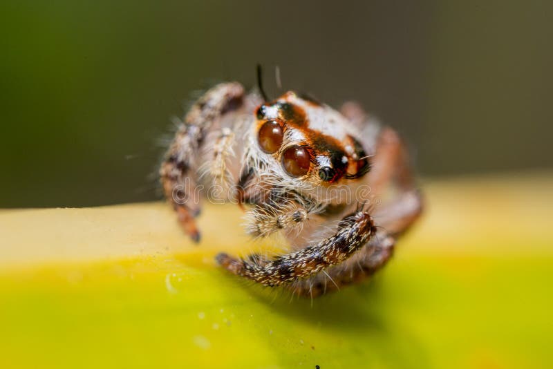 Jumping Spider on the Leaf at the Tropical Island Stock Image - Image ...