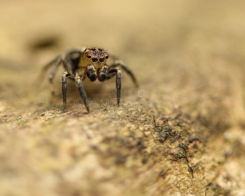 Jumping Spider on log stock image. Image of eyes, jumping - 24669555