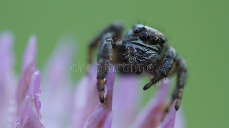 Spider on Spider Camera Makes Zoom on Spider Stock Video - Video of ...