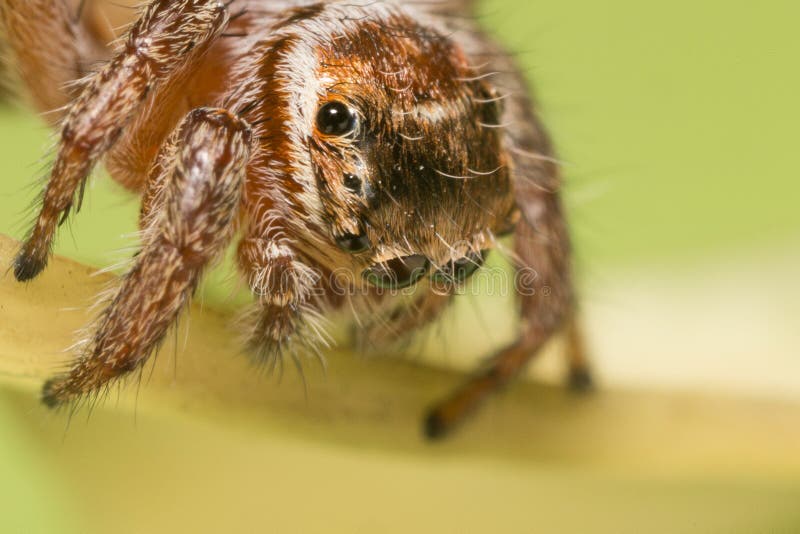 Jumping Spider Looking Down Stock Image - Image of beautiful, nature ...
