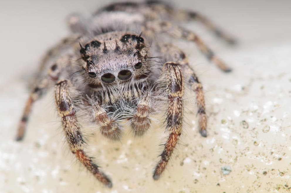 Jumping spider looking sad stock image. Image of spider - 38786907