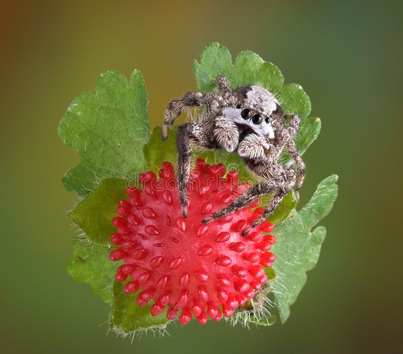 Jumping spider looking up stock image. Image of jumping - 15090917