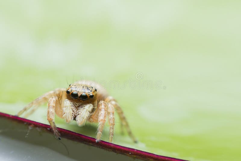 266 Lotus Flower Spider Stock Photos - Free & Royalty-Free Stock Photos ...