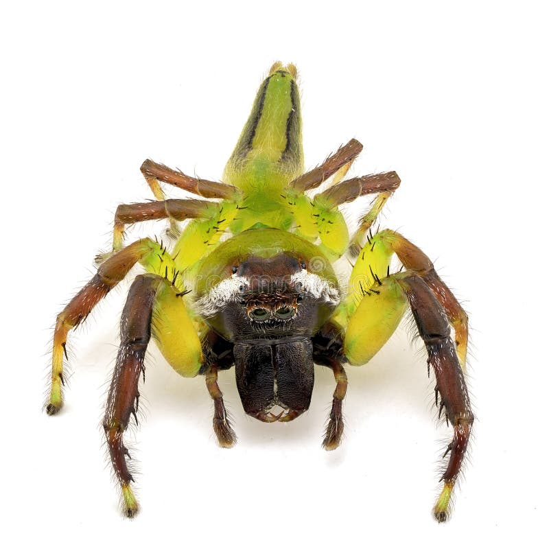 Jumping Spider in Macro stock photo. Image of black - 201623024
