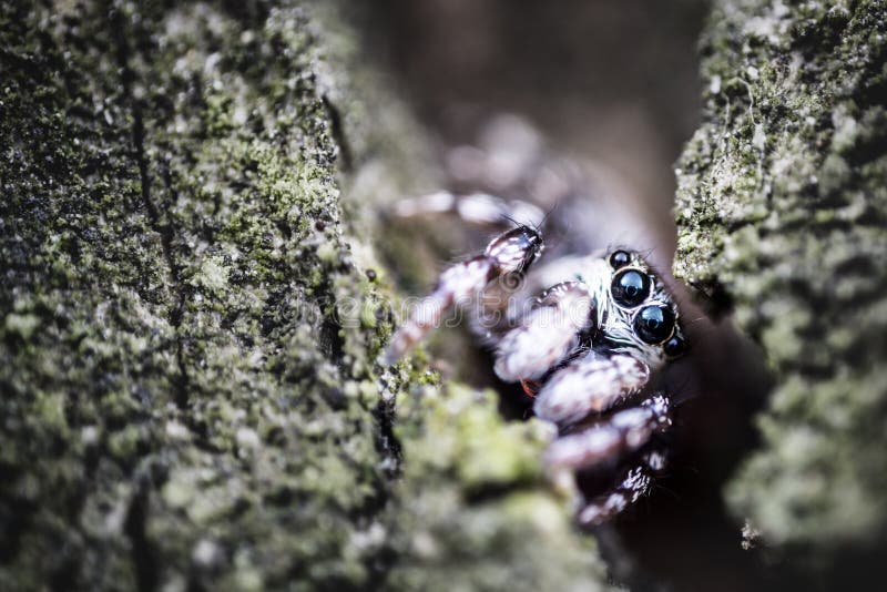 Jumping spider macro stock image. Image of curious, attractive - 114185795