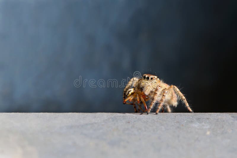 Jumping spider stock photo. Image of ocelli, aranae, spider - 40298722