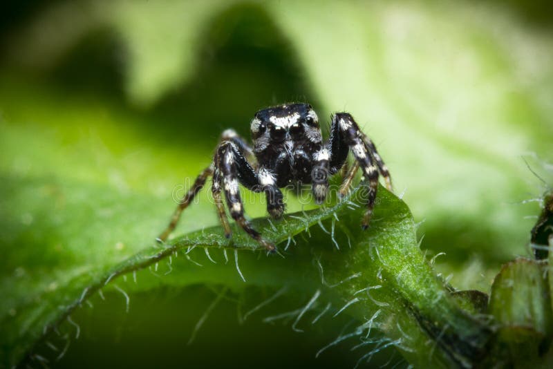 Jumping Spider Macro stock image. Image of scary, curious - 72308435