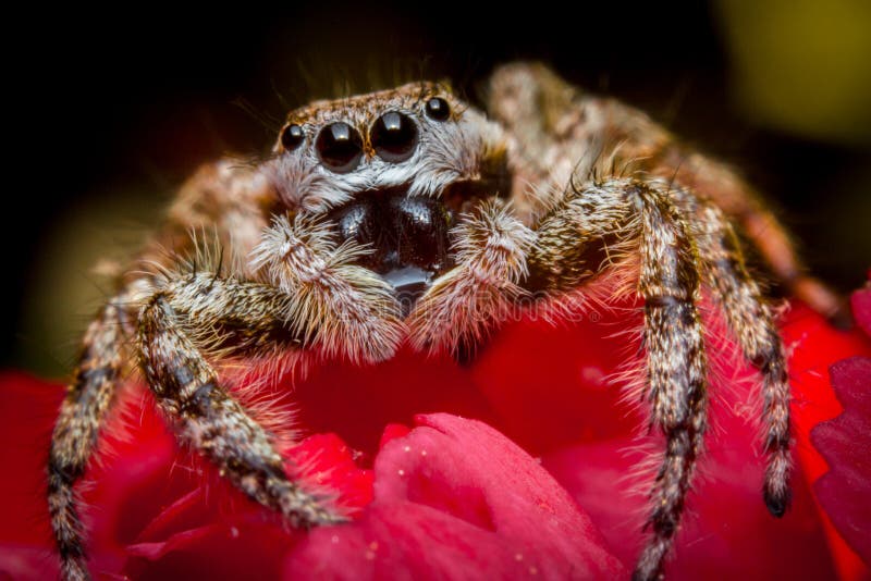 Jumping Spider on Rose 1 stock image. Image of eyed, spider - 44151943