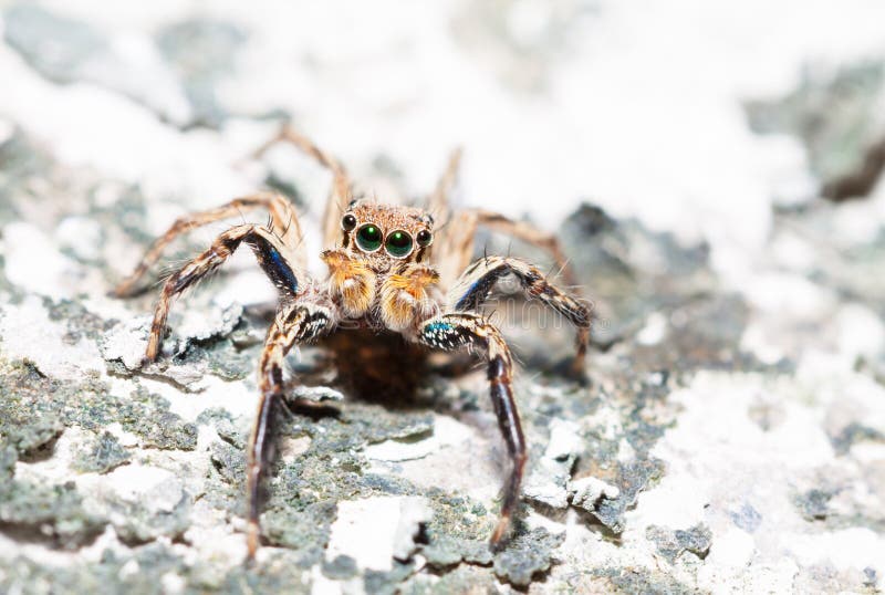Jumping Spider Male Plexippus Petersi on Dried Moss Stock Photo - Image ...