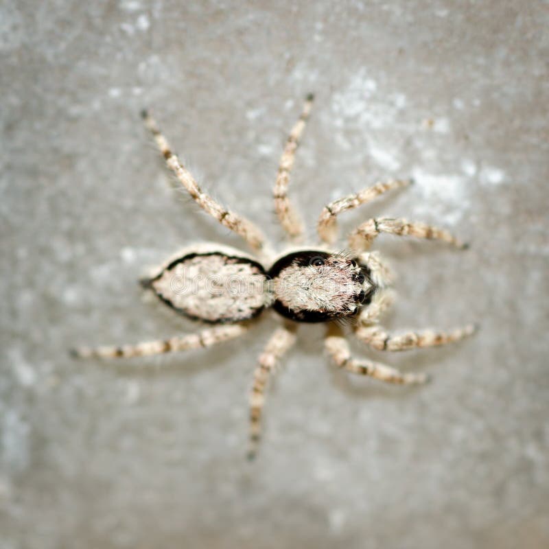 Jumping spider. stock photo. Image of nature, animal - 36515814