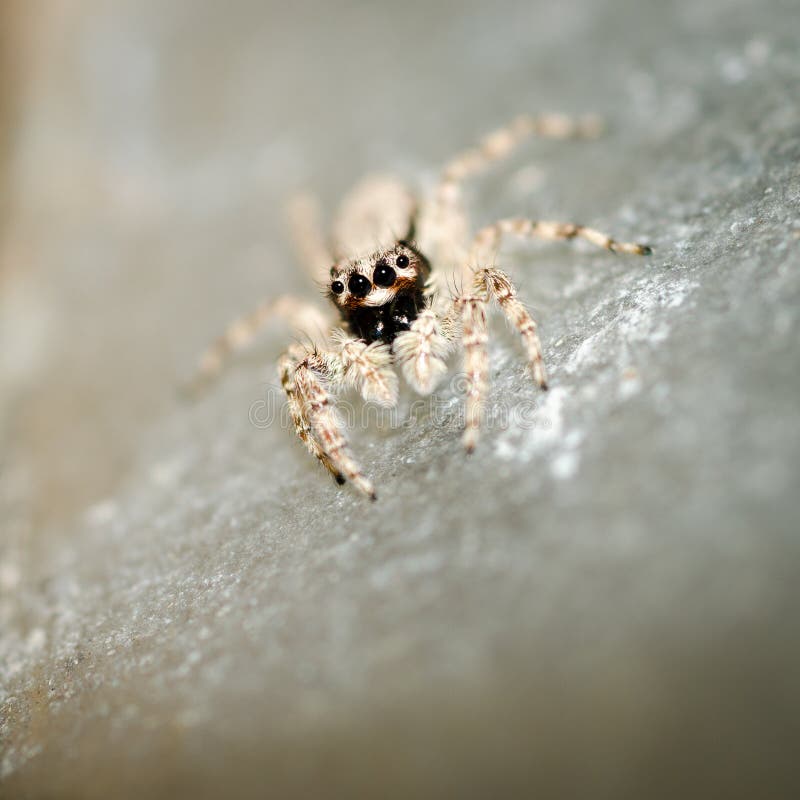 Jumping spider. stock photo. Image of black, green, nature - 36515870