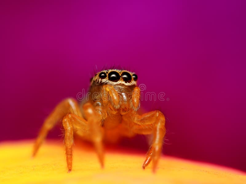 Jumping Spider Nice Colorful Background Stock Photos - Free & Royalty ...