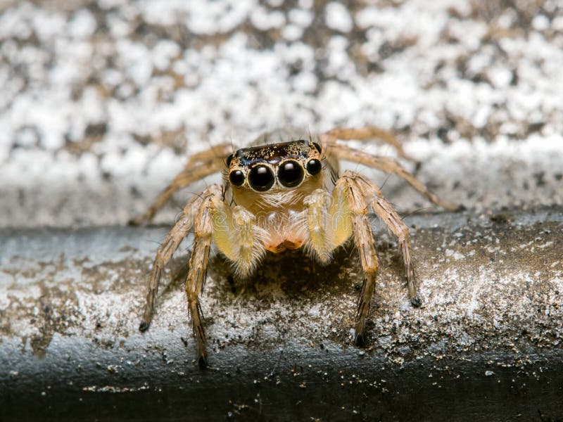 Jumping Spider Old Rust Metal Stock Photos - Free & Royalty-Free Stock ...