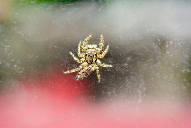 Jumping Spider on Old Window Stock Image - Image of jumping, salticidae ...
