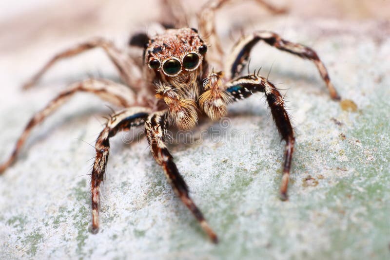 Jumping spider stock image. Image of female, macro, beauty - 63514949