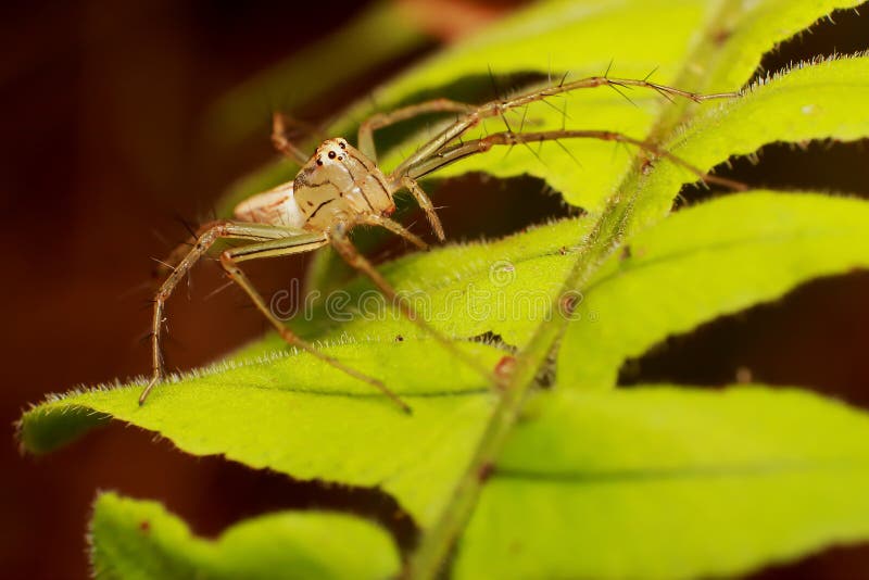 Jumping spider stock photo. Image of jumper, insect, fauna - 63515008