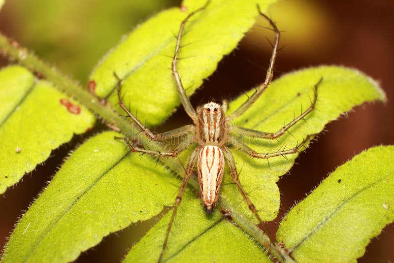 Jumping spider stock photo. Image of jumping, animal - 63515096
