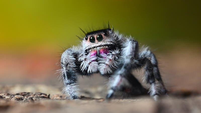 Jumping Spider Phidippus Regius Front View, the Spider is Resting ...