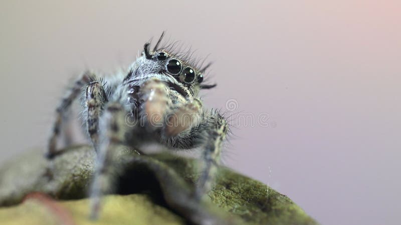 Jumping Spider Phidippus Regius Front View, the Spider is Resting ...