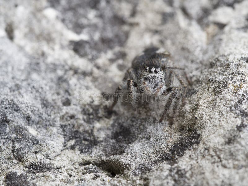 Jumping Spider, Philaeus Chrysops Stock Image - Image of outdoors, life ...
