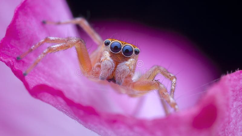Jumping Spider with Pink Background Stock Photo - Image of extreme ...