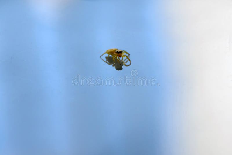 Jumping Spider on Plain Metallic Background with Reflection Stock Image ...