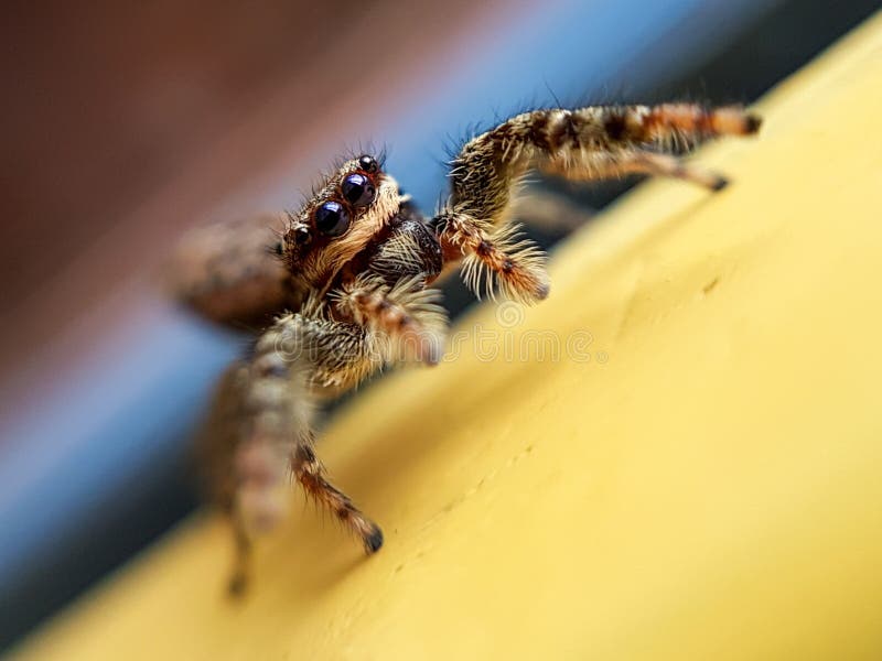 Jumping spider stock image. Image of jumping, marpissa - 83013717