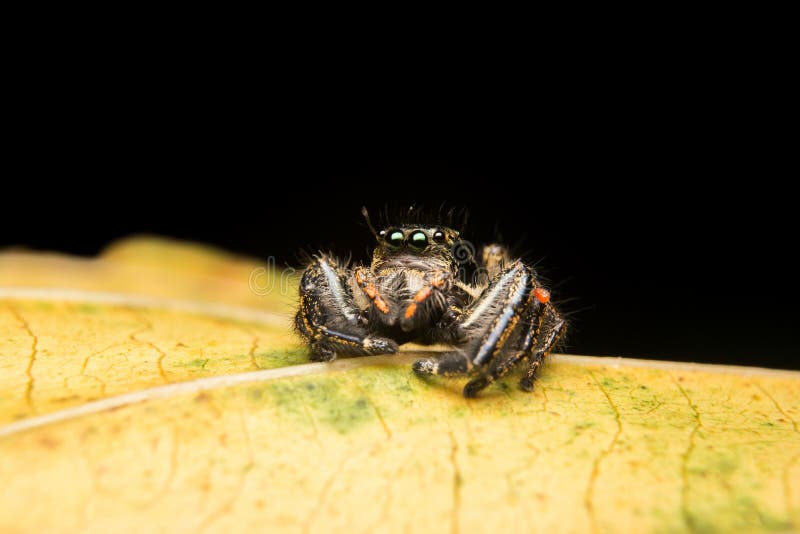 Jumping Spider Predator Nature Stock Photo - Image of beautiful, garden ...