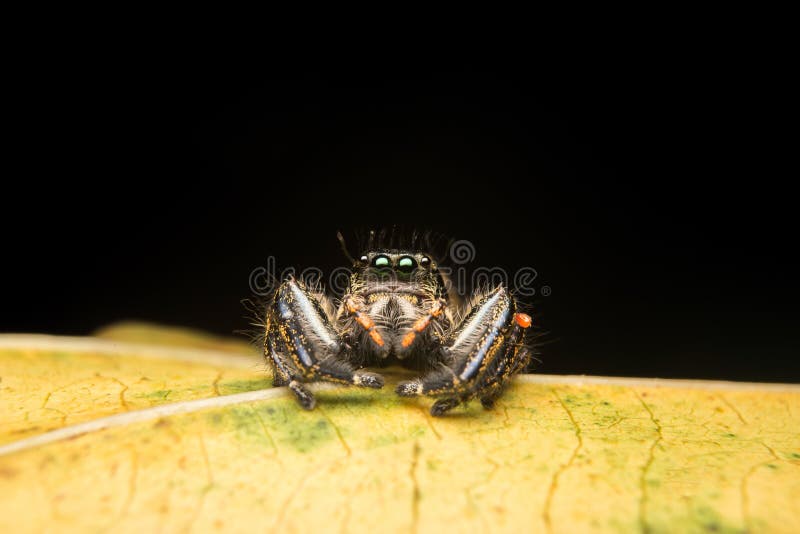 Jumping Spider Predator Nature Stock Photo - Image of animal, jumper ...