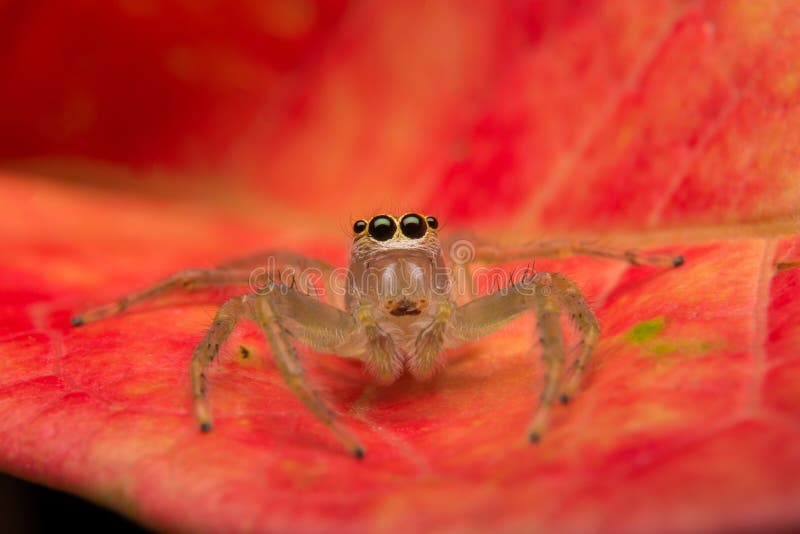 Jumping Spider Predator Nature Stock Photo - Image of bright, nature ...