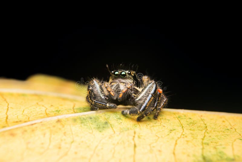 Jumping Spider Predator Nature Stock Image - Image of predator, insect ...
