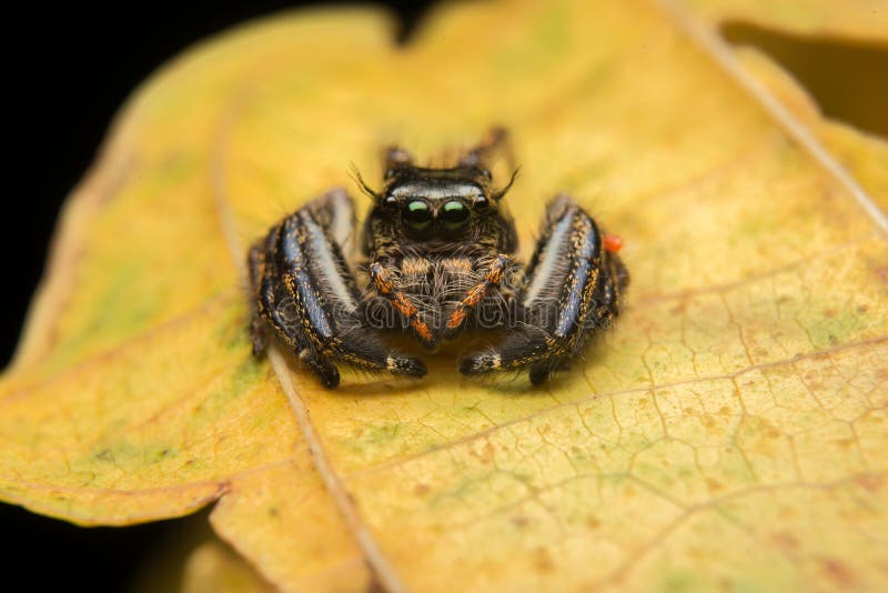 Jumping Spider Predator Nature Stock Photo - Image of colorful, closeup ...