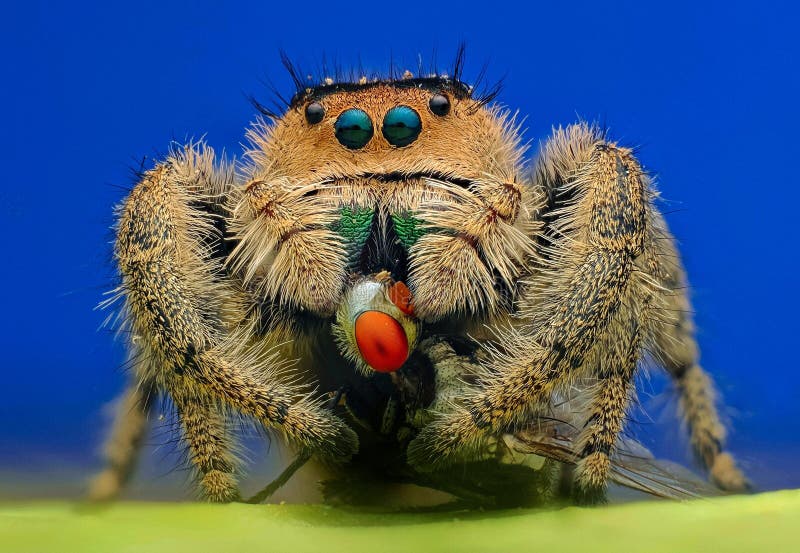 The Jumping Spider with Prey Stock Photo - Image of macro, color: 269151410