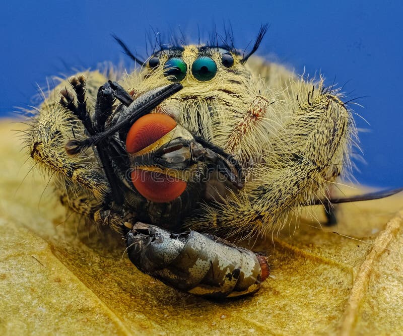 The Jumping Spider with Prey Stock Image - Image of scary, beautiful ...