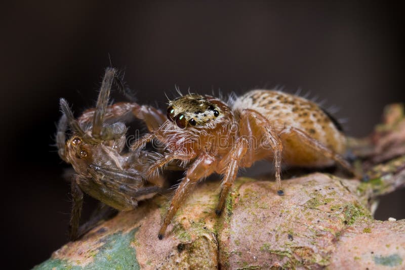 Jumping Spider with Prey - a Wolf Spider Stock Photo - Image of wild ...