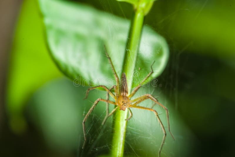 Jumping Spider in the Rain Forest Thailand Stock Photo - Image of ...
