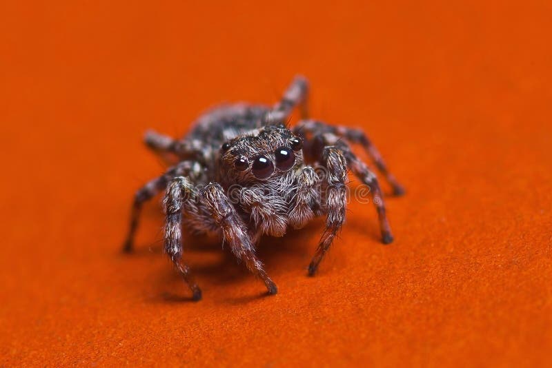Jumping Spider on Red Background Stock Photo - Image of cute, helloween ...