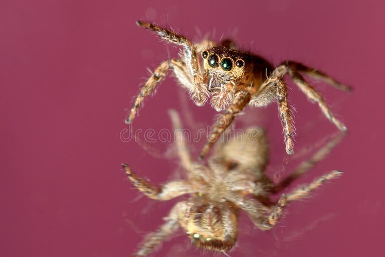 Jumping spider stock image. Image of cute, isolated, mirror - 32890319