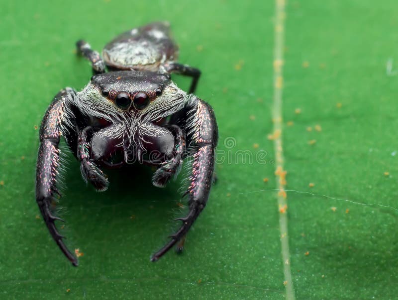 Jumping spider - Rhene sp stock photo. Image of leaf - 82982062