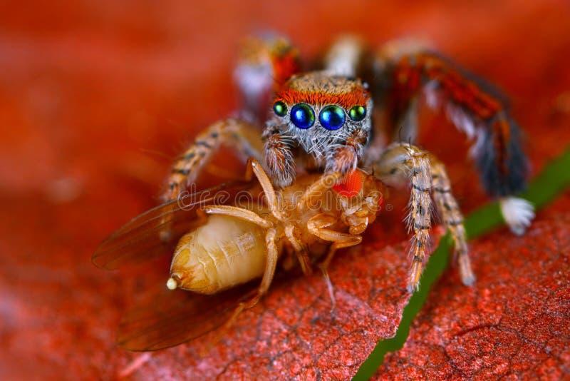 Jumping Spider Saitis Barbipes with Fruit Fly Stock Photo - Image of ...