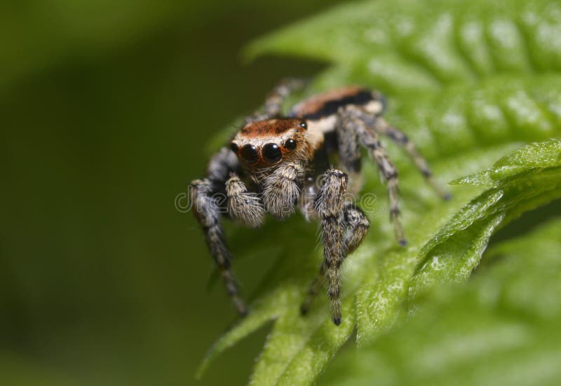 Jumping Spider, Salticidae, Sitting on a Leaf in a Forest Stock Photo ...