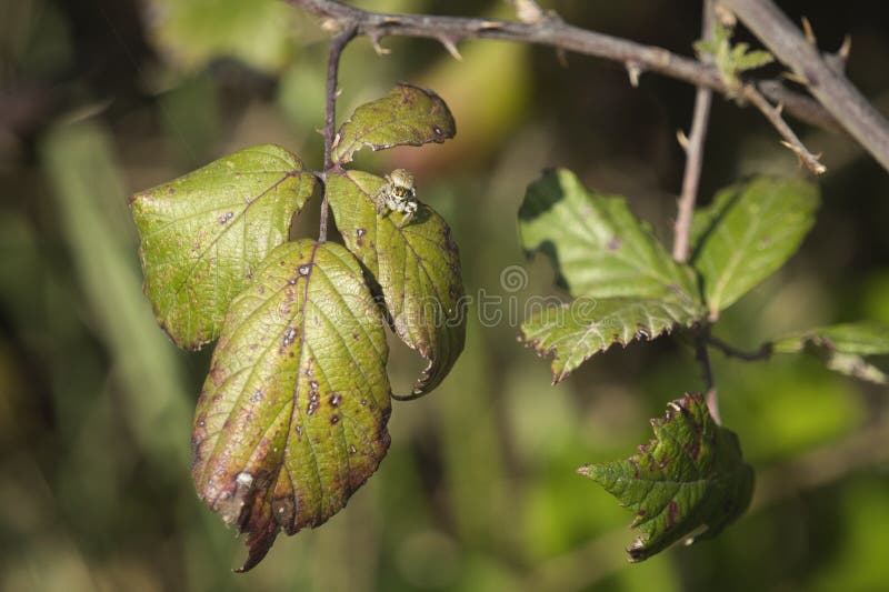 Jumping Spider or Salticide, on a Bramble Leaf, in Spring Stock Photo ...